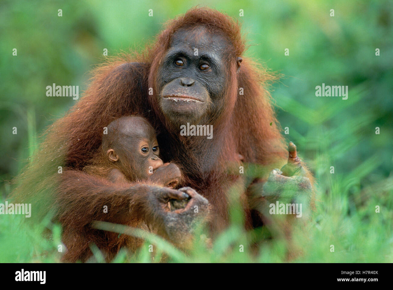 Orangutan (Pongo pygmaeus) mother with baby, Tanjung Puting National ...
