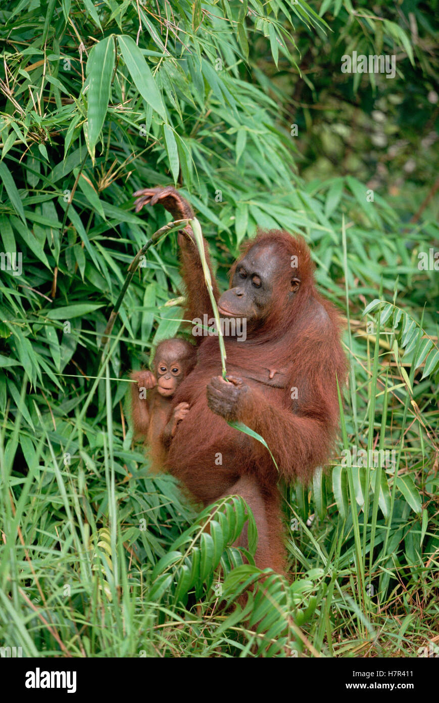 Orangutan (Pongo pygmaeus) mother with baby, Tanjung Puting National ...
