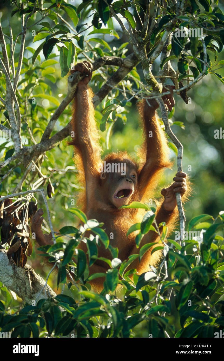 Orangutan (Pongo pygmaeus) juvenile swinging in tree, Tanjung Puting ...