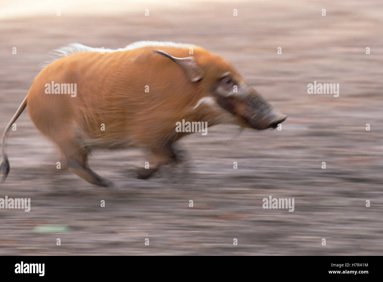 Bush Pig (Potamochoerus porcus) running, Africa Stock Photo - Alamy