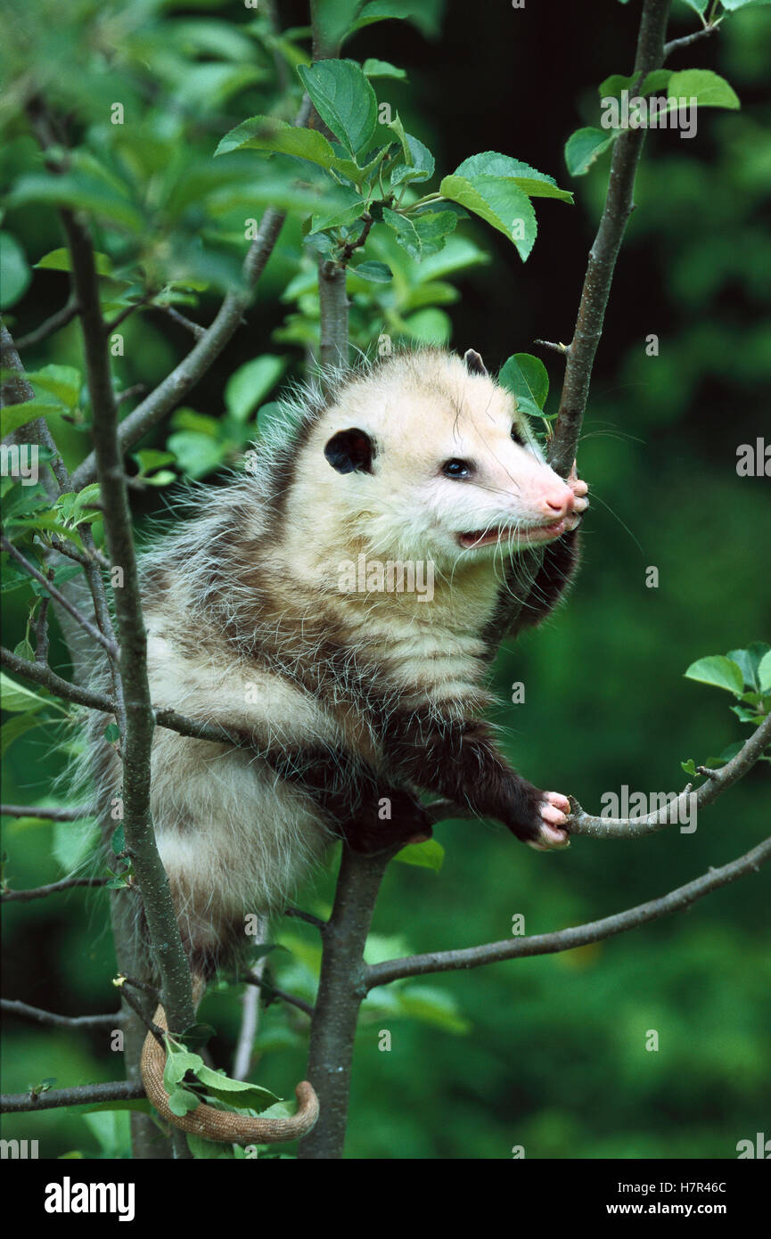 Virginia Opossum (Didelphis virginiana) female in tree, North America ...