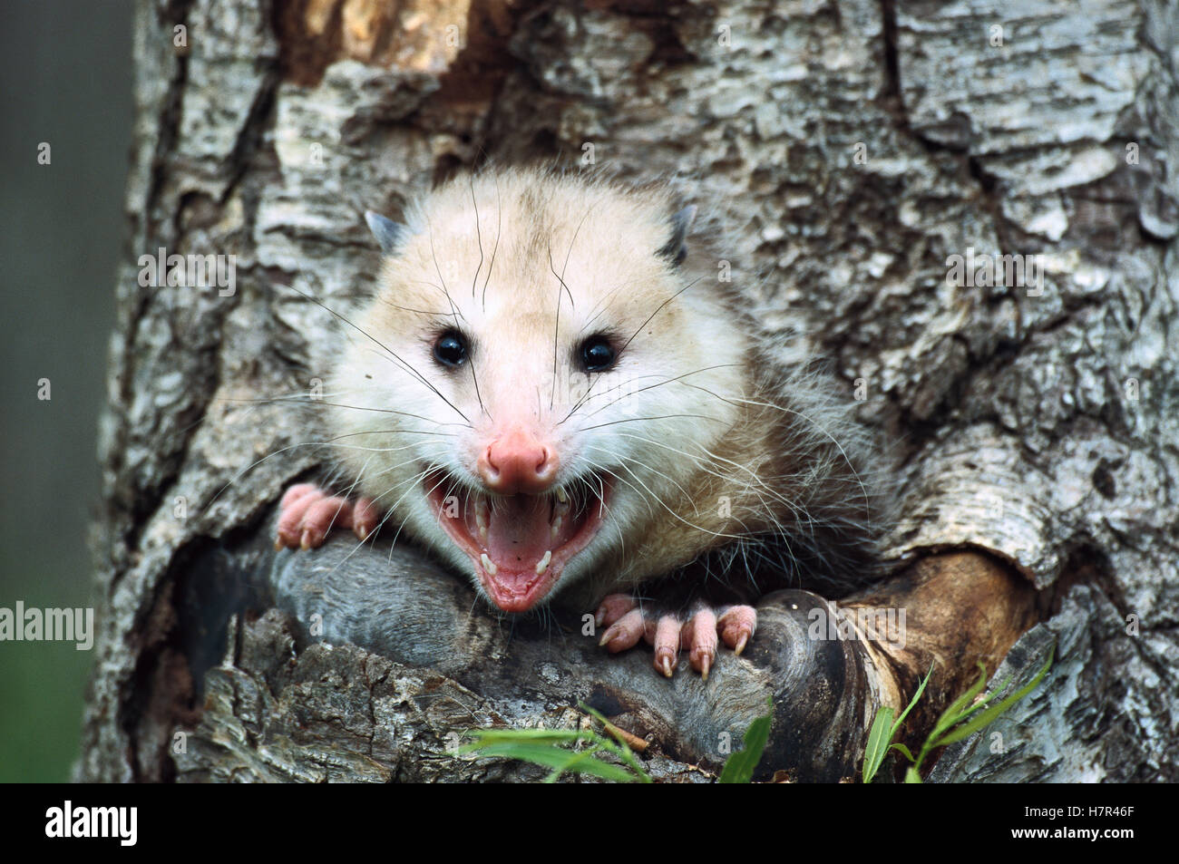 Virginia Opossum (Didelphis virginiana) female hissing from tree cavity ...