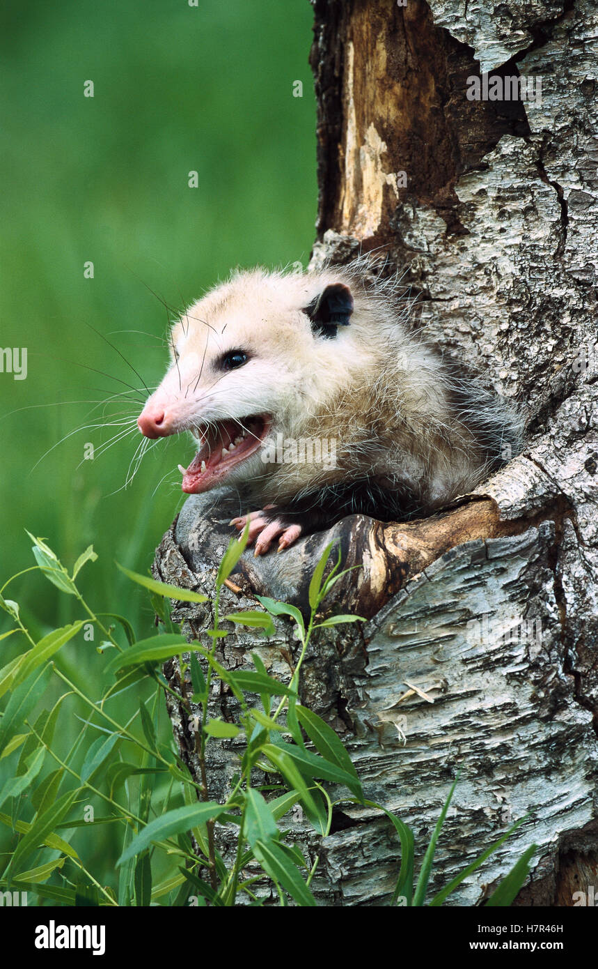 Virginia Opossum (Didelphis virginiana) female hissing from tree cavity ...