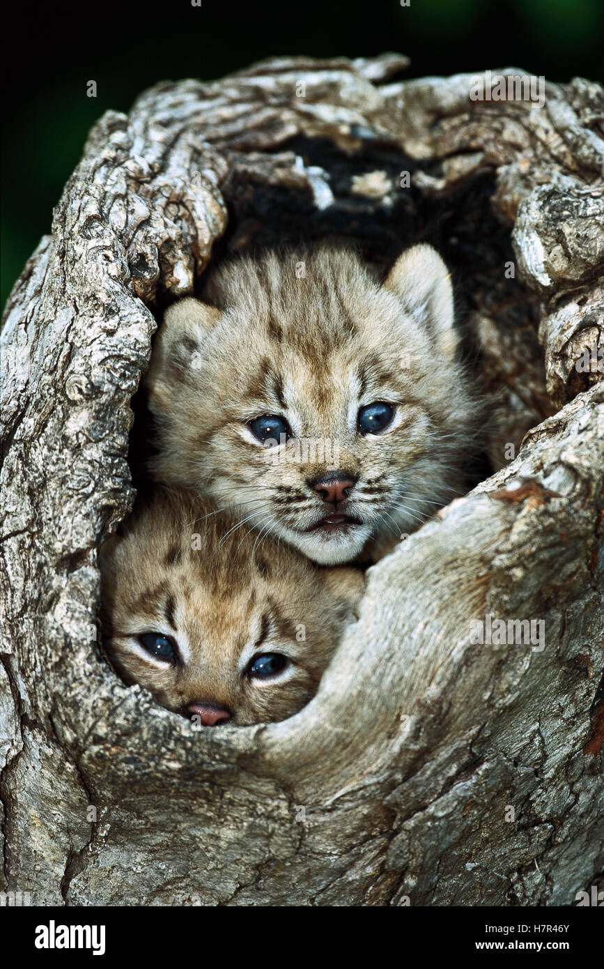 Canada Lynx (Lynx canadensis) kitten pair peering out from hollow log ...