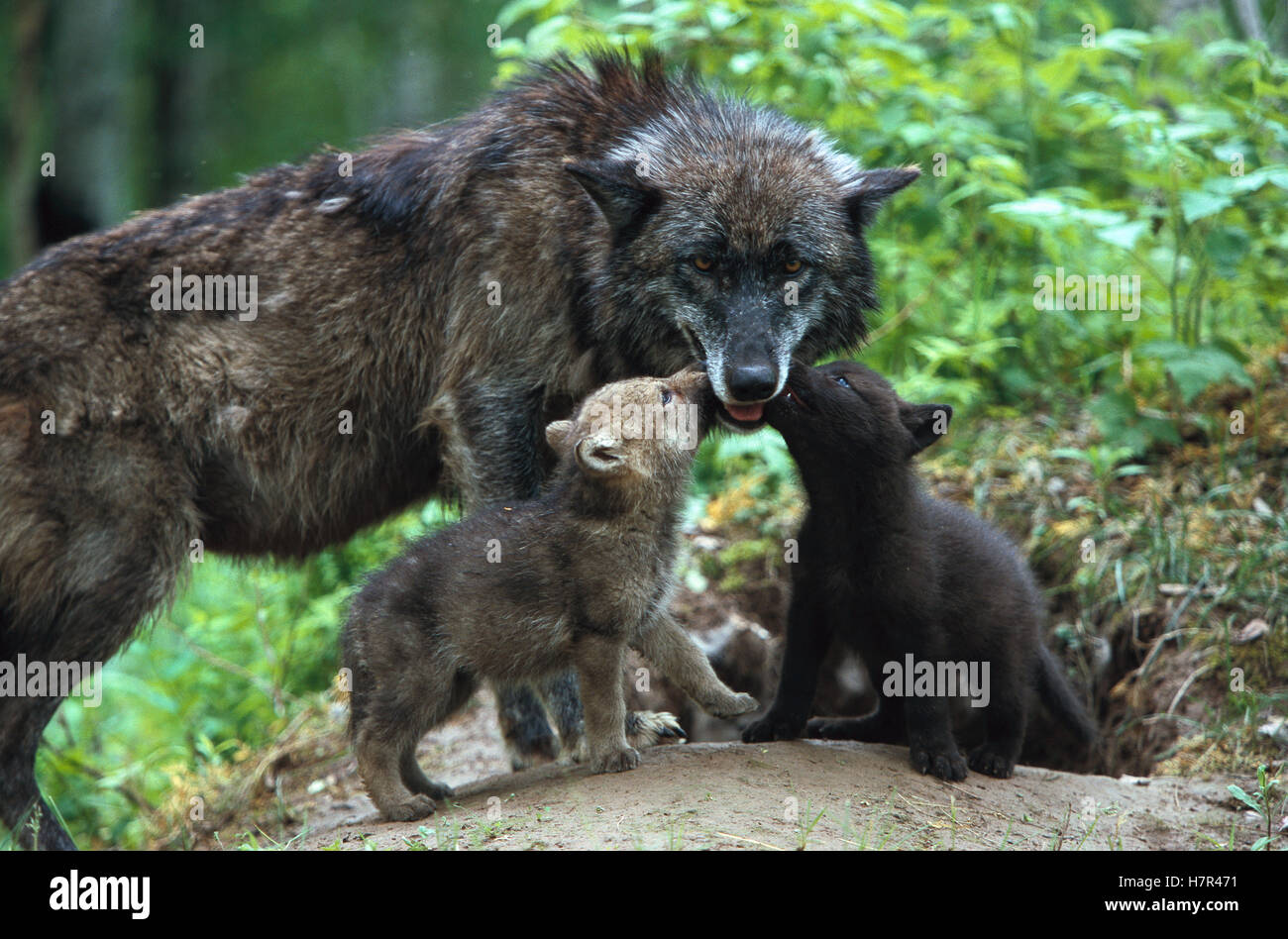 Timber Wolf (Canis lupus) mother with two pups begging for food at den ...