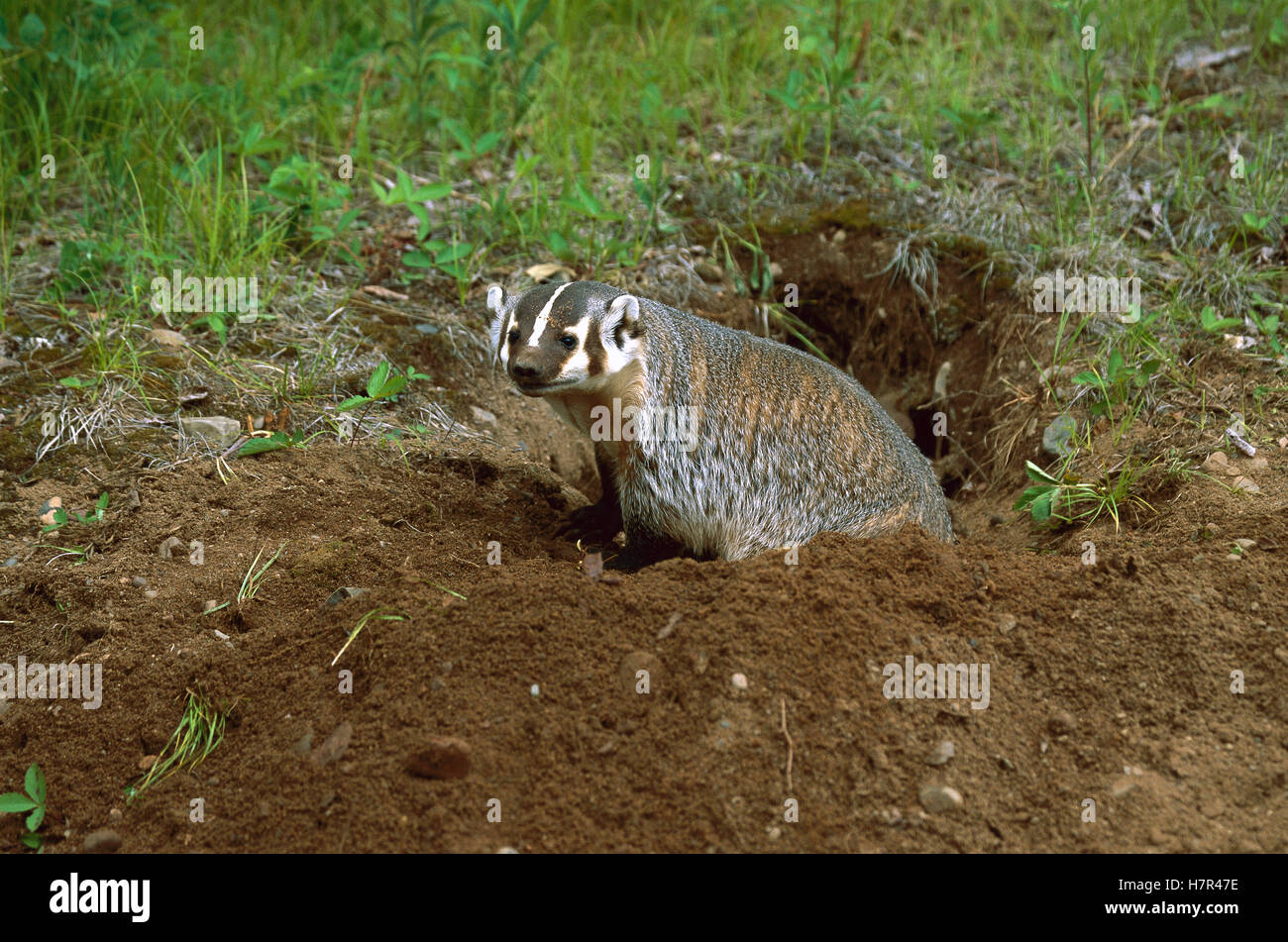 American Badger (Taxidea taxus) emerging from burrow, North America ...