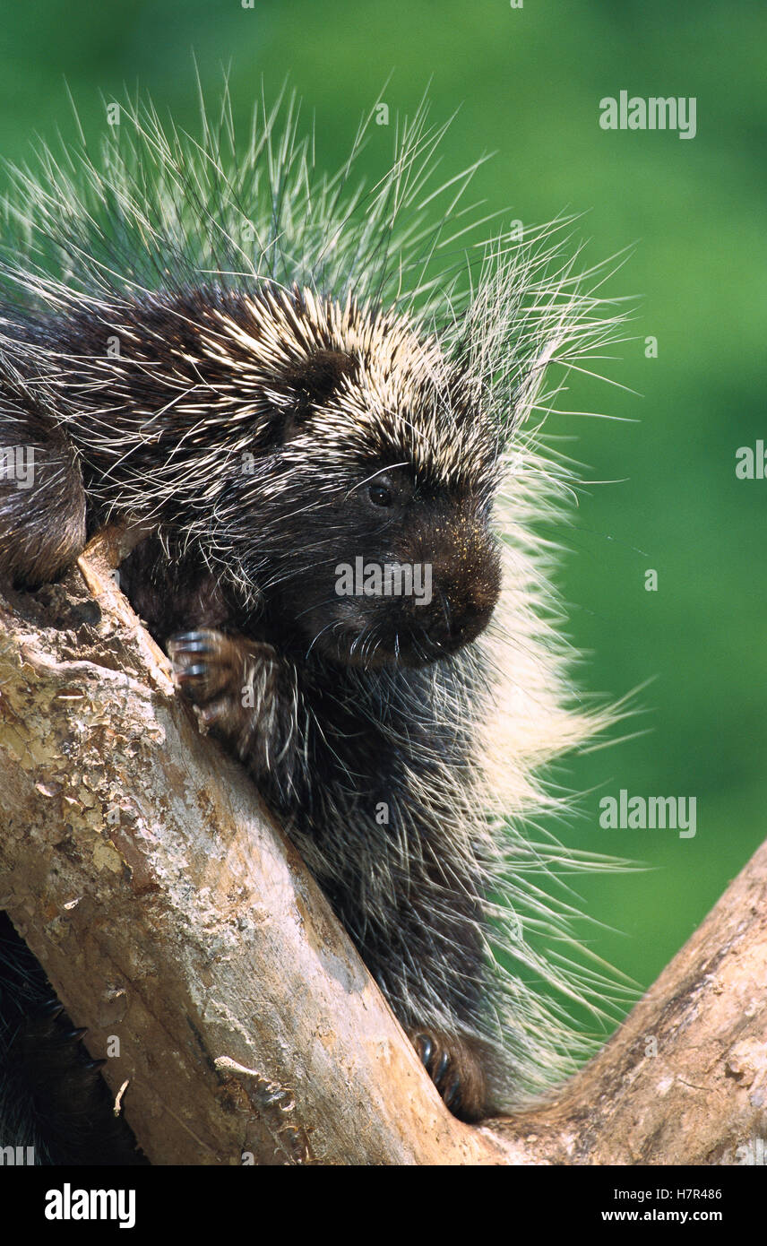 Common Porcupine (Erethizon dorsatum) portrait in tree, North America ...
