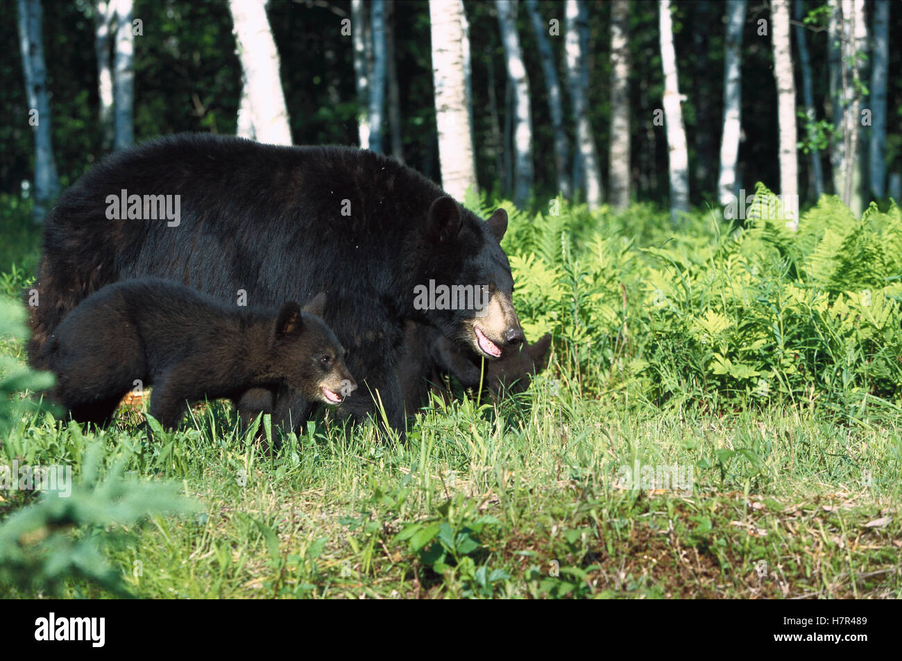 Black Bear (Ursus americanus) sow with cub in Birch (Betula sp) forest ...