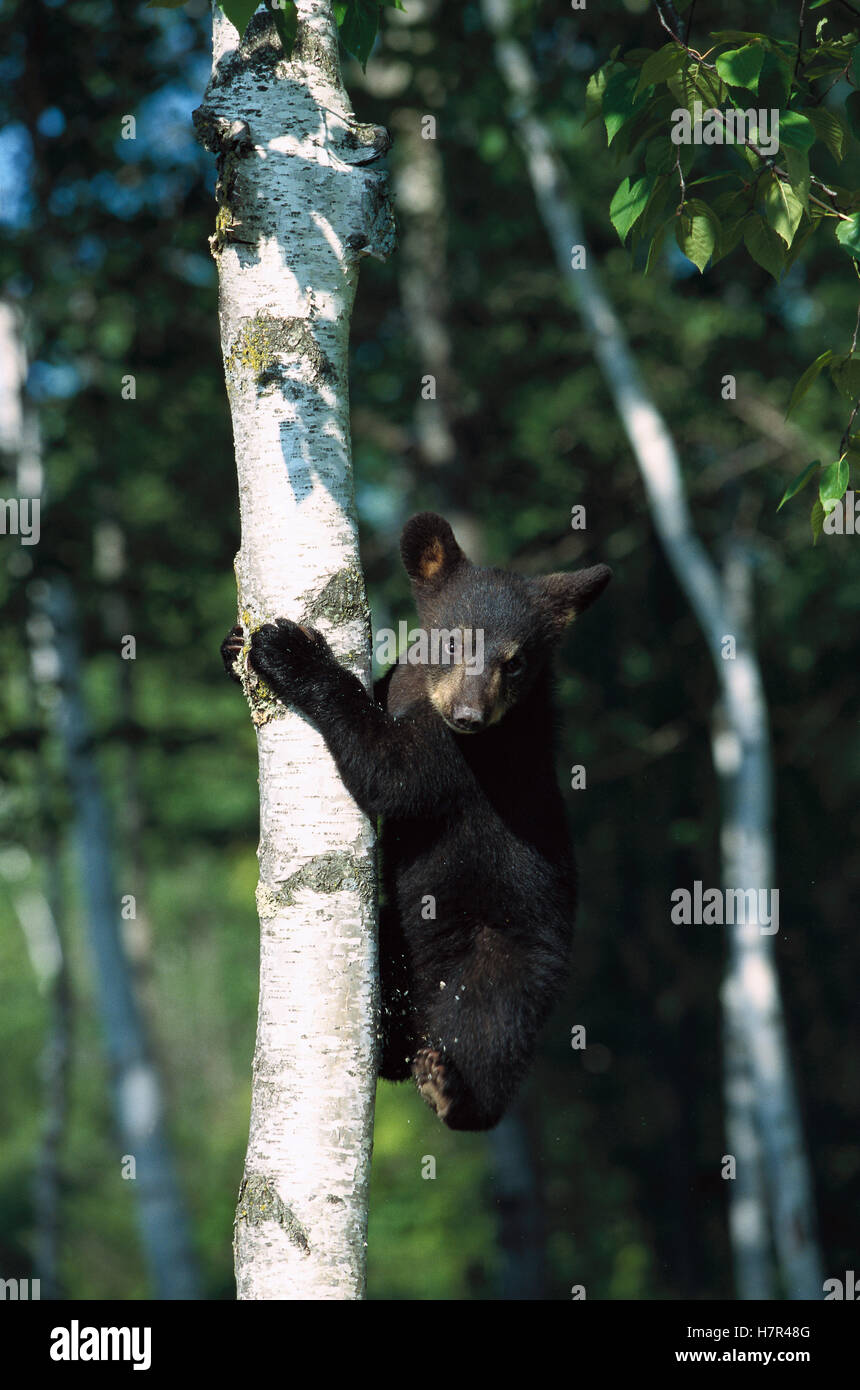 Black Bear (Ursus americanus) cub clinging to birch tree trunk, North ...