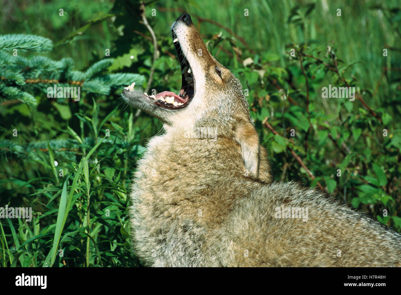 Coyote (Canis latrans) adult howling, North America Stock Photo - Alamy