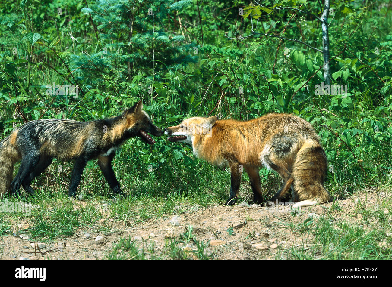 Red Fox (Vulpes vulpes) and Cross Fox meeting, an example of color ...
