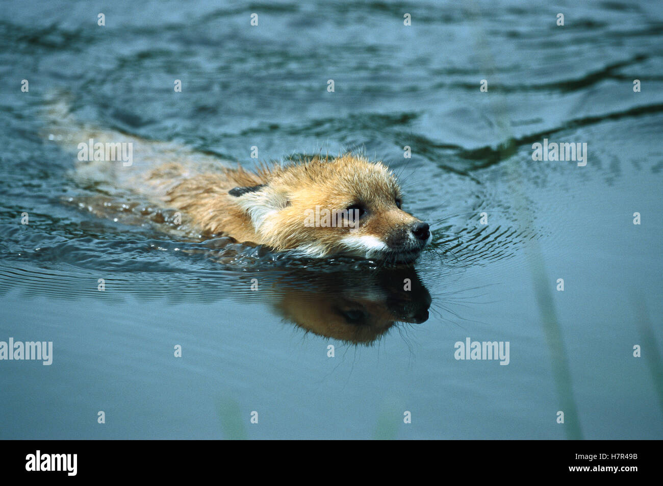 Red Fox (Vulpes vulpes) kit swimming, North America Stock Photo - Alamy