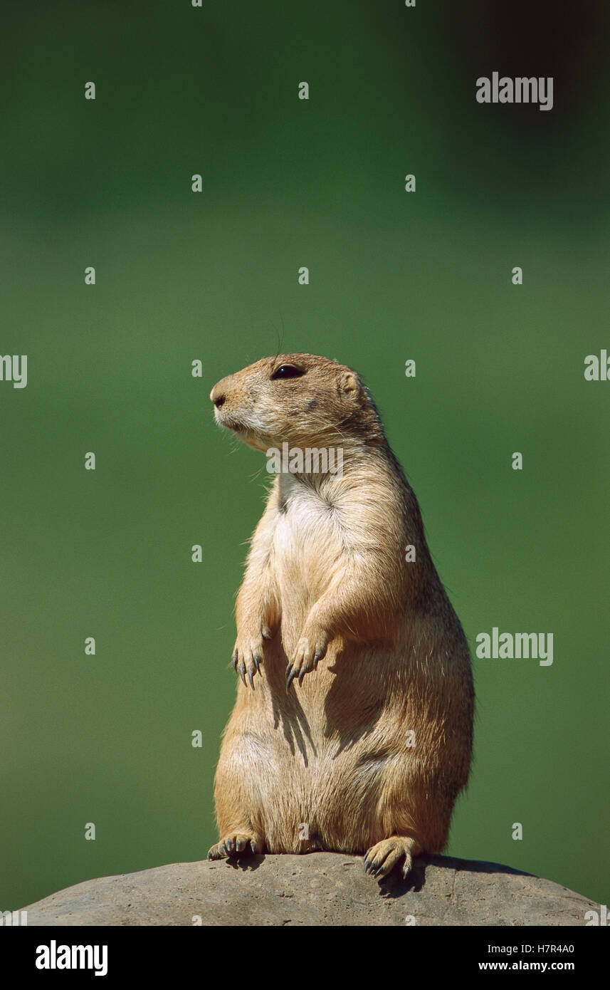 Black-tailed Prairie Dog (Cynomys ludovicianus) sitting upright on a ...