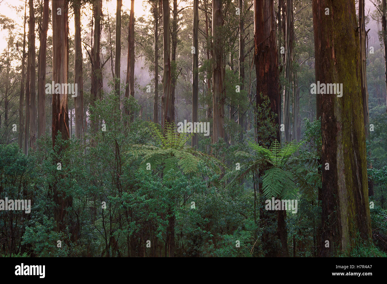 Mountain-ash (Eucalyptus regnans) forest, Dandenong Ranges National ...