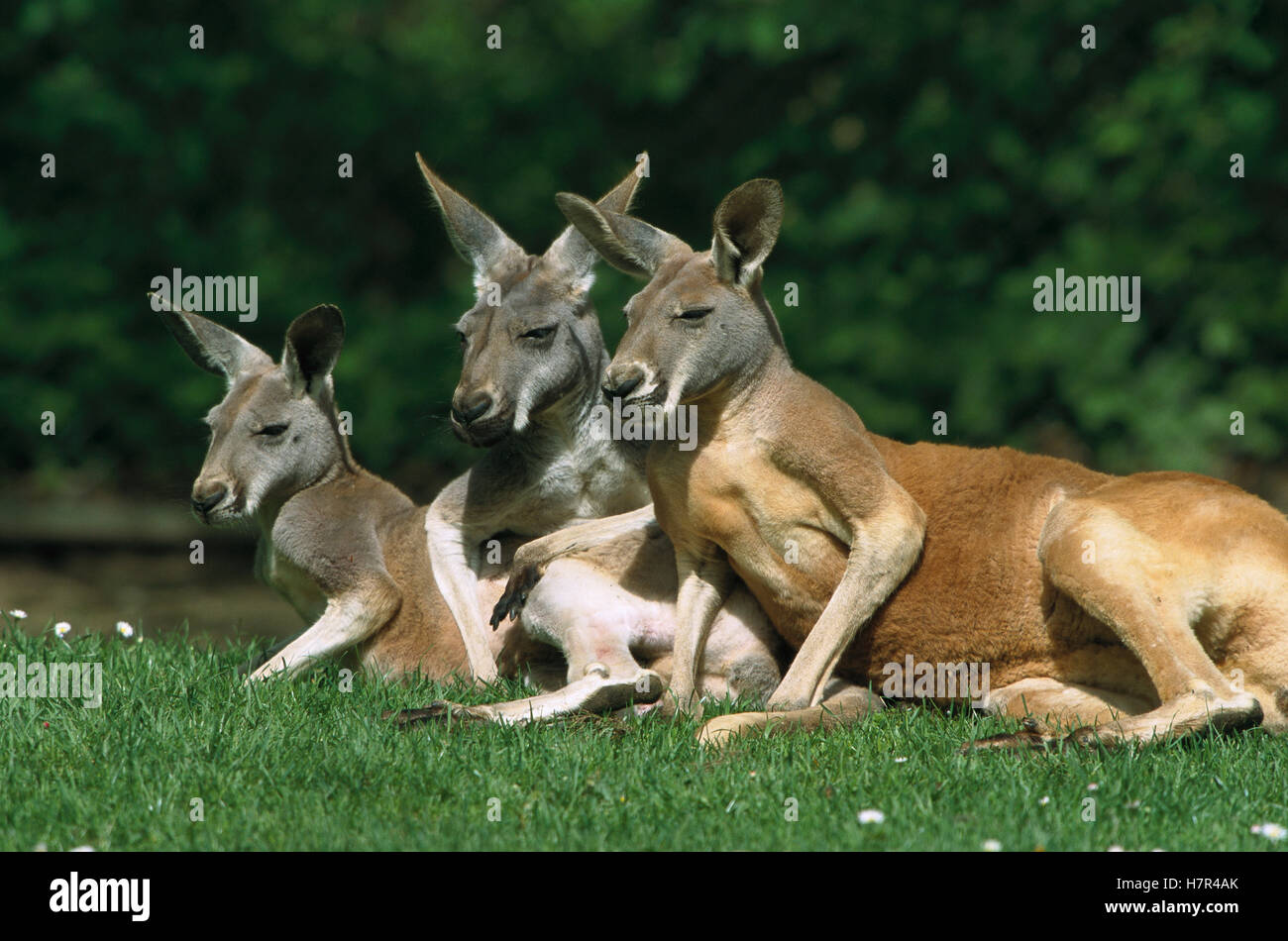 Red Kangaroo (Macropus rufus) trio reclining, Australia Stock Photo - Alamy