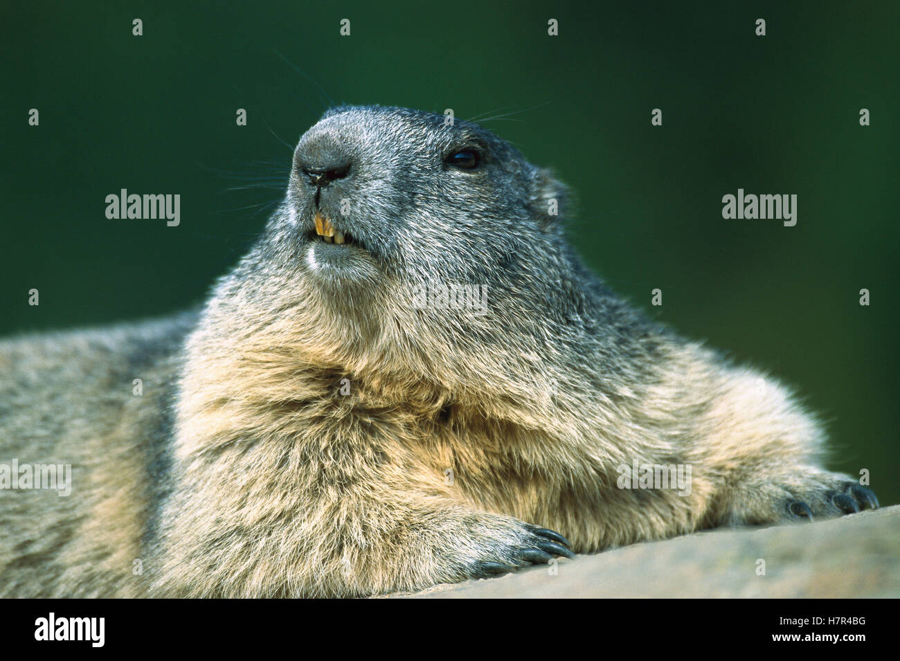 Alpine Marmot (Marmota marmota), Wallis, Switzerland Stock Photo - Alamy