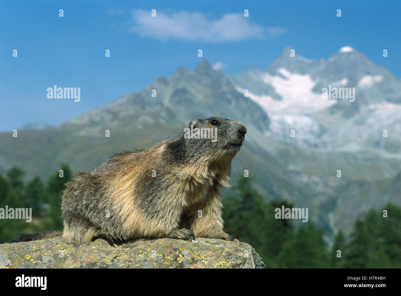 Alpine Marmot (Marmota marmota), Wallis, Switzerland Stock Photo - Alamy
