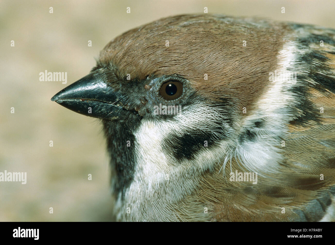 Eurasian Tree Sparrow (Passer montanus) close-up portrait, Europe Stock ...