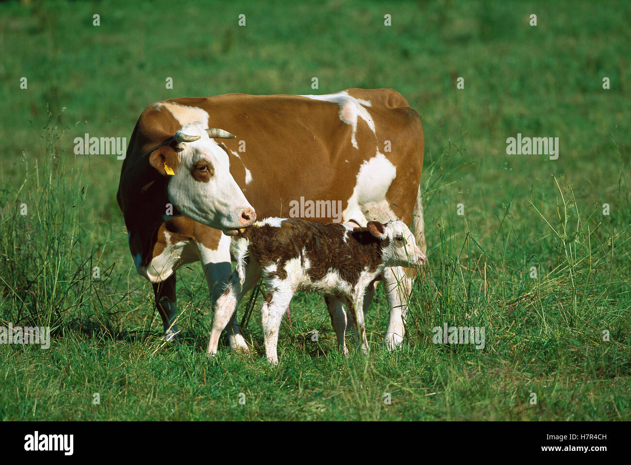 Domestic Cattle (Bos taurus) mother cleaning newborn calf, Bavaria ...