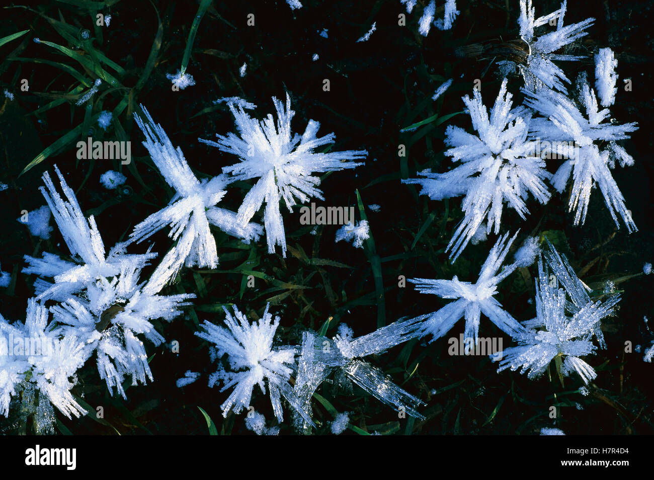 Ice crystals on frozen pond, Bavaria, Germany Stock Photo - Alamy