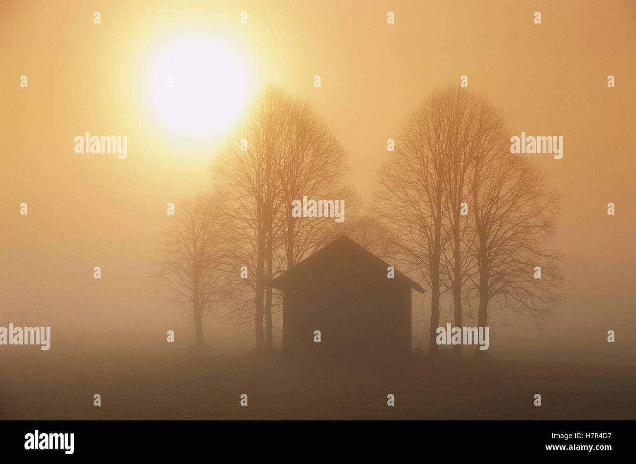 Barn, trees and sun shining through morning mist, Bavaria, Germany ...
