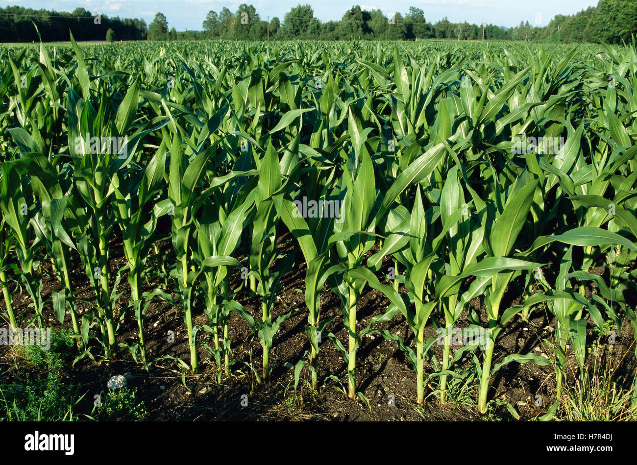 Maize (Zea mays) field, comprised of cultivated young plants, Germany ...