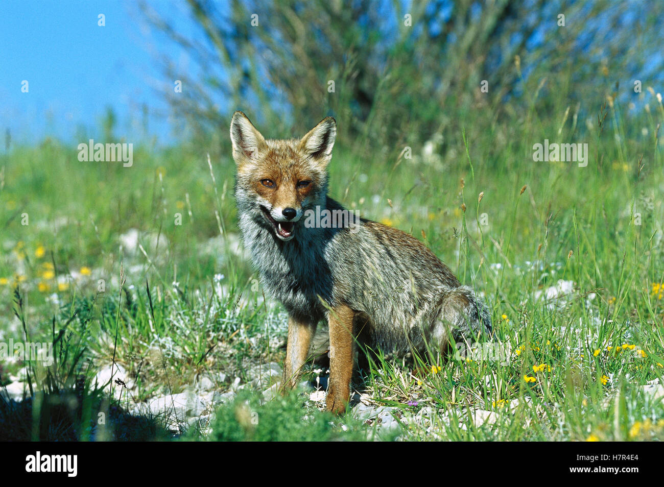 Red Fox (Vulpes vulpes) sitting in grass, Monti Sibillini National Park ...