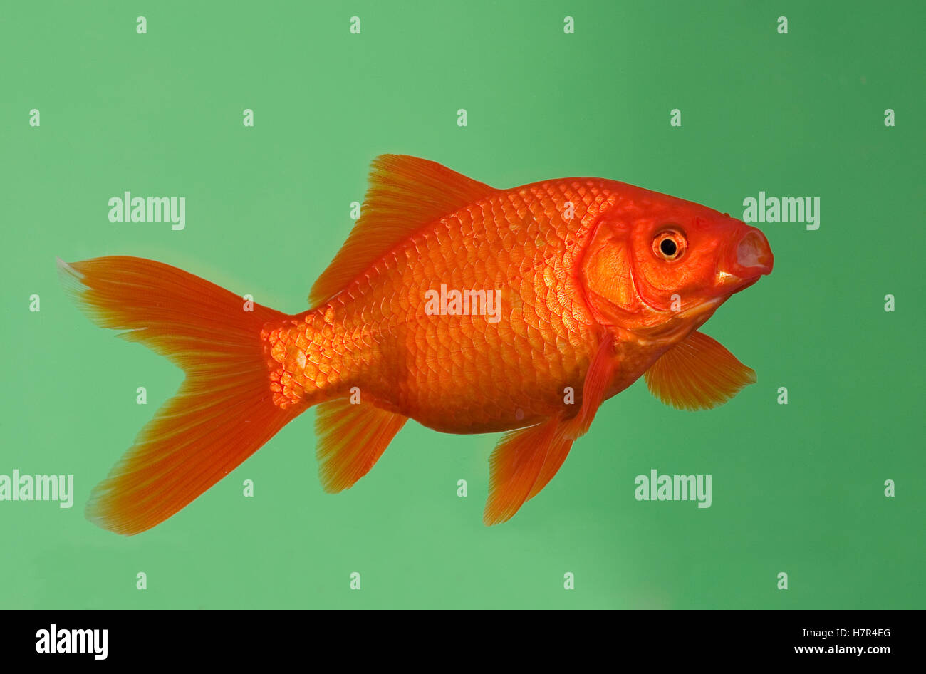 Goldfish (Carassius auratus) in aquarium Stock Photo - Alamy