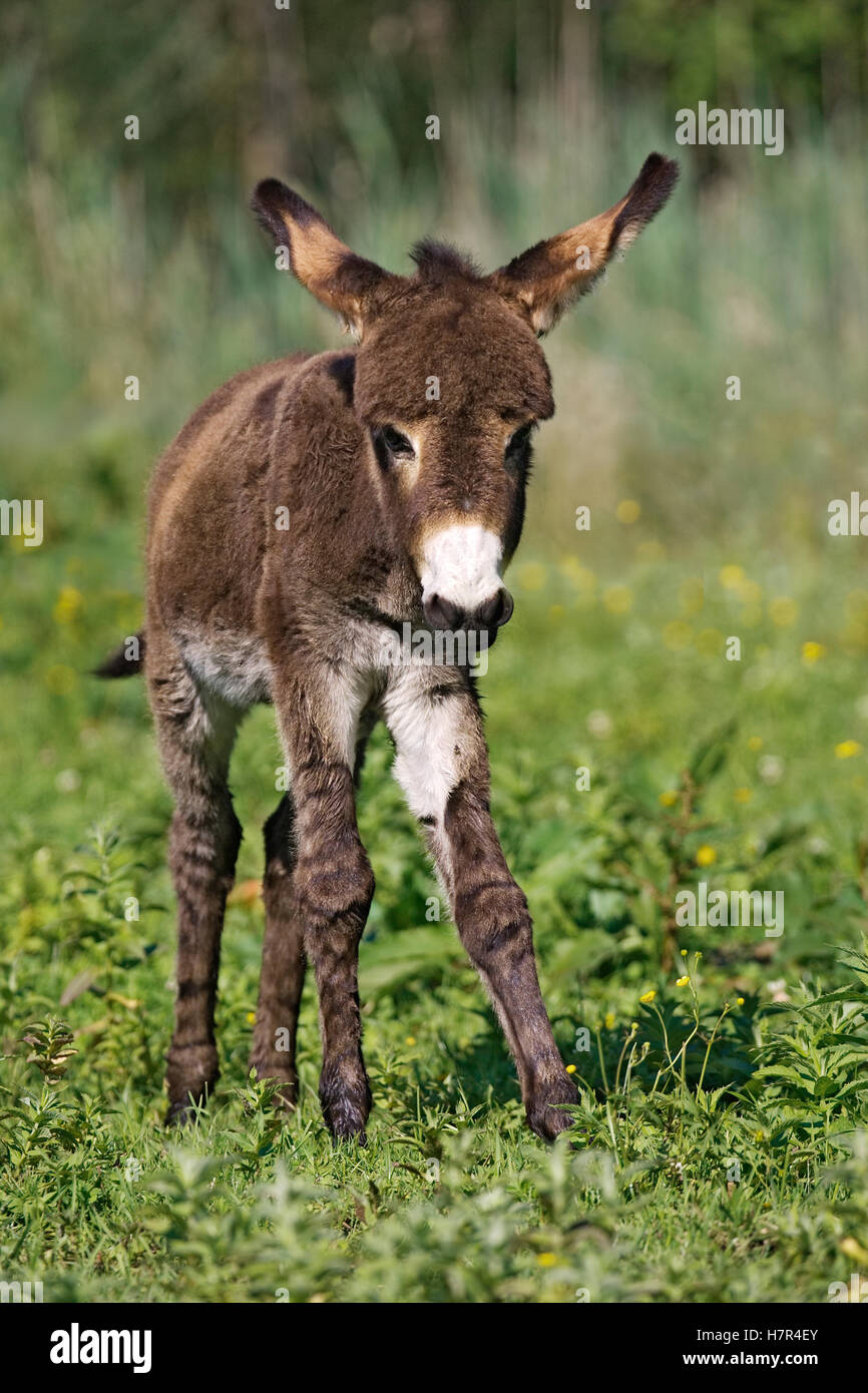 Donkey (Equus asinus) foal, Bavaria, Germany Stock Photo - Alamy