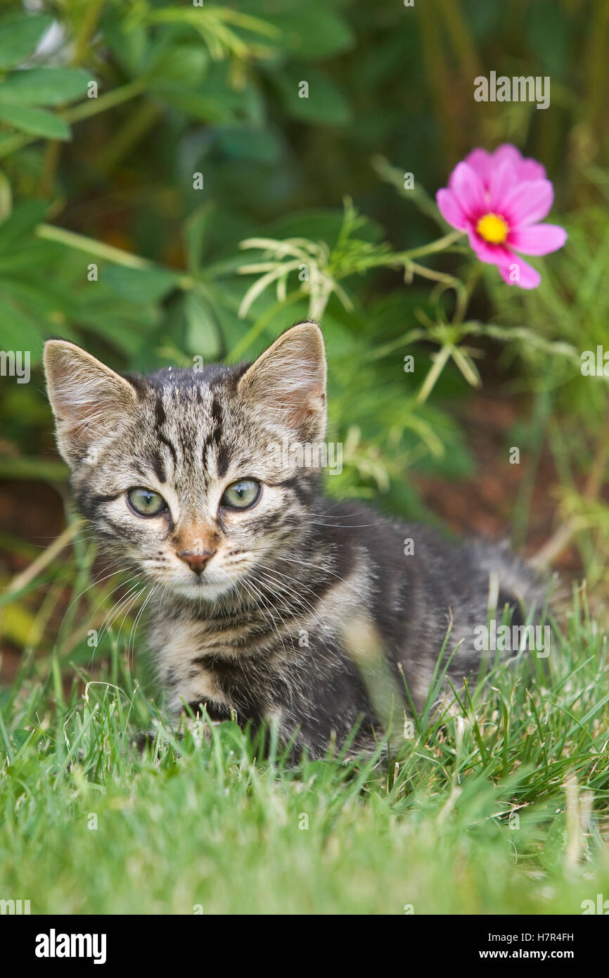 Domestic Cat (Felis catus) kitten, Europe Stock Photo - Alamy