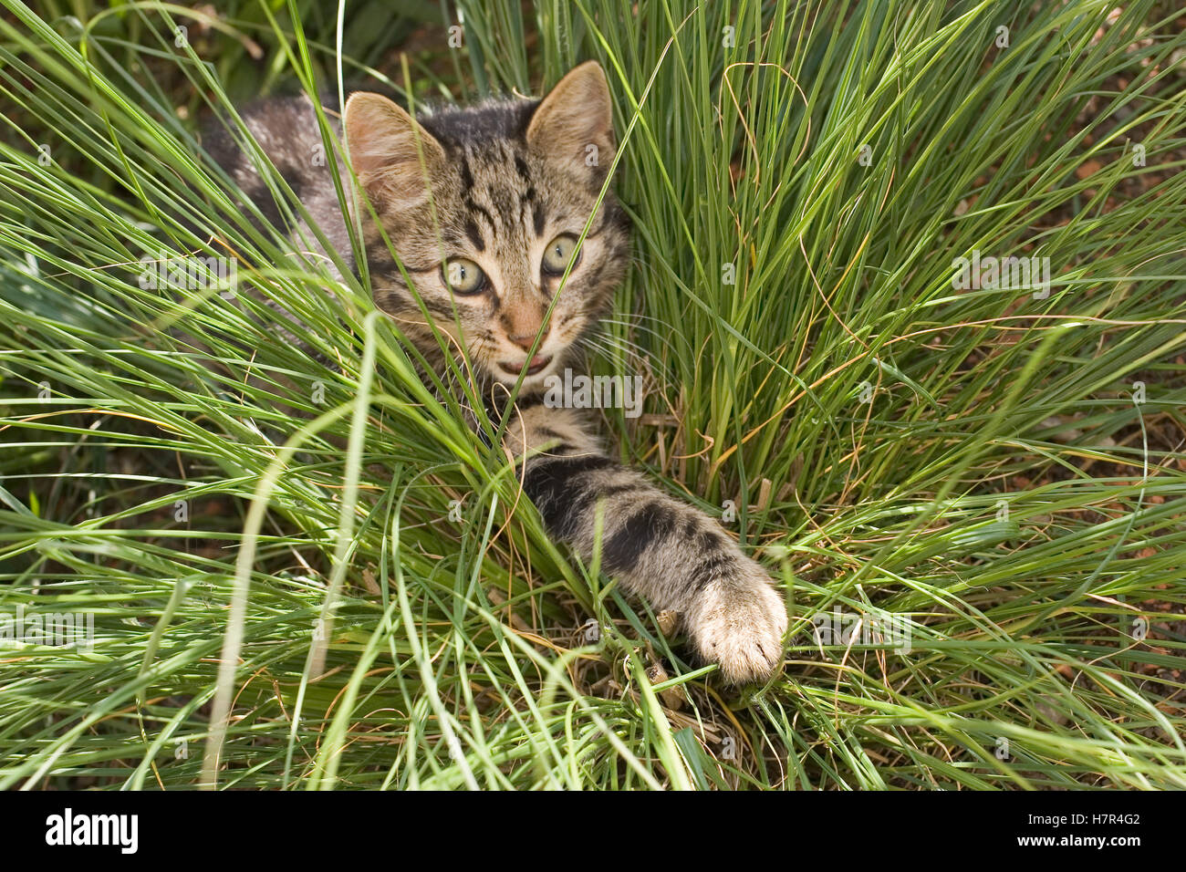 Domestic Cat (Felis catus) hunting in grass, Germany Stock Photo - Alamy