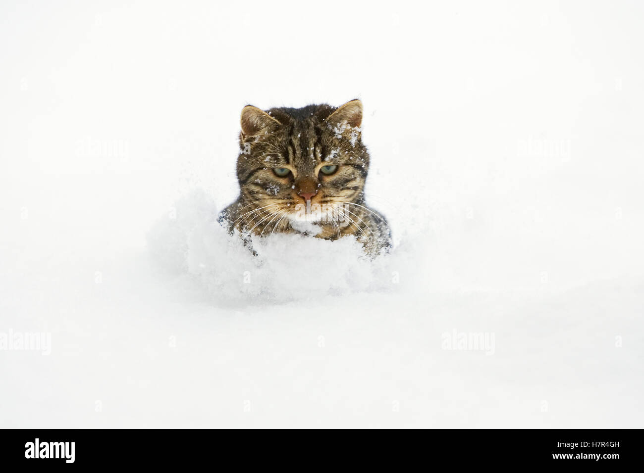 Domestic Cat (Felis catus) in deep snow, Germany Stock Photo - Alamy