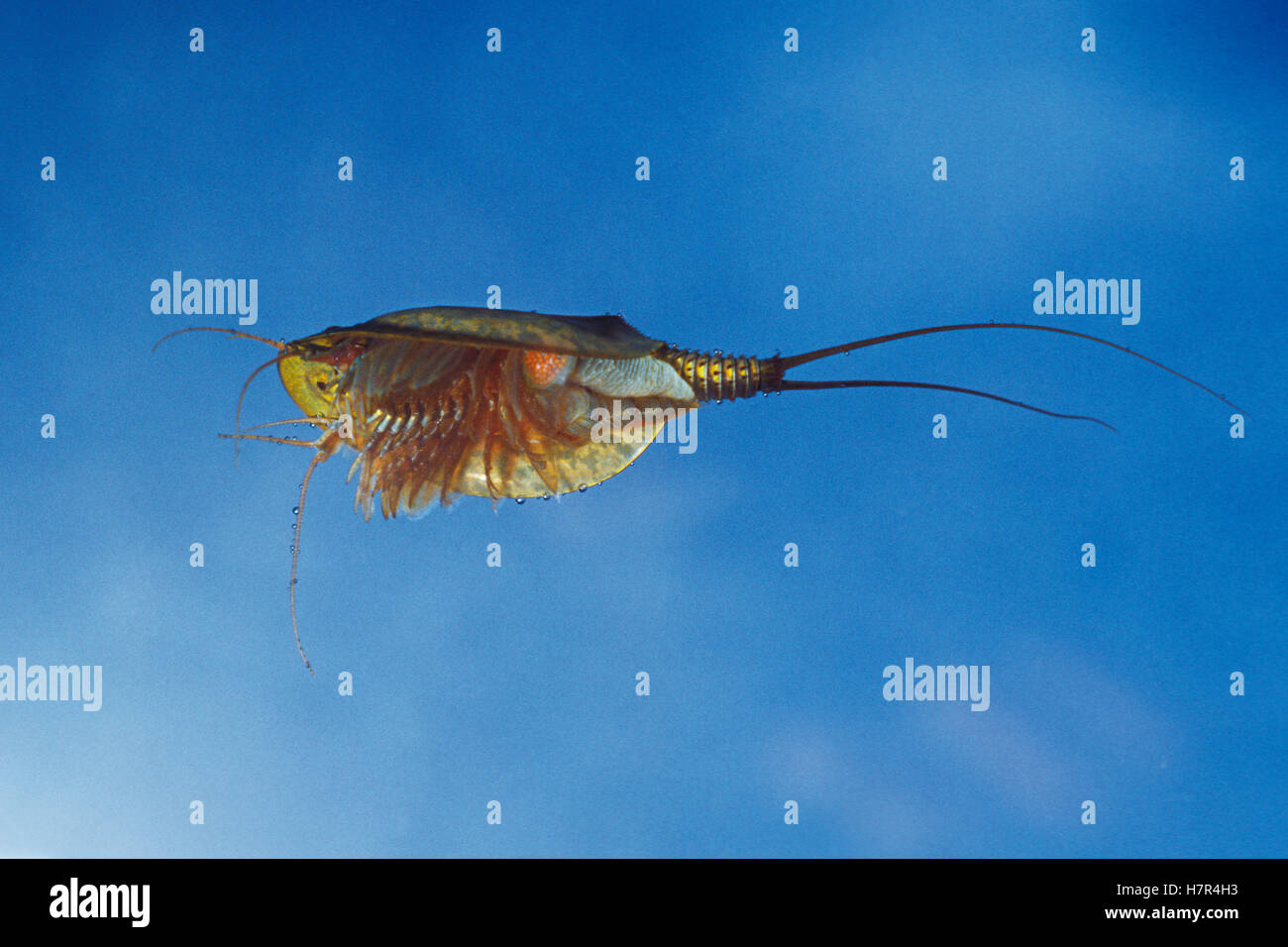 Tadpole Shrimp (Triops cancriformis) living fossil is oldest living ...