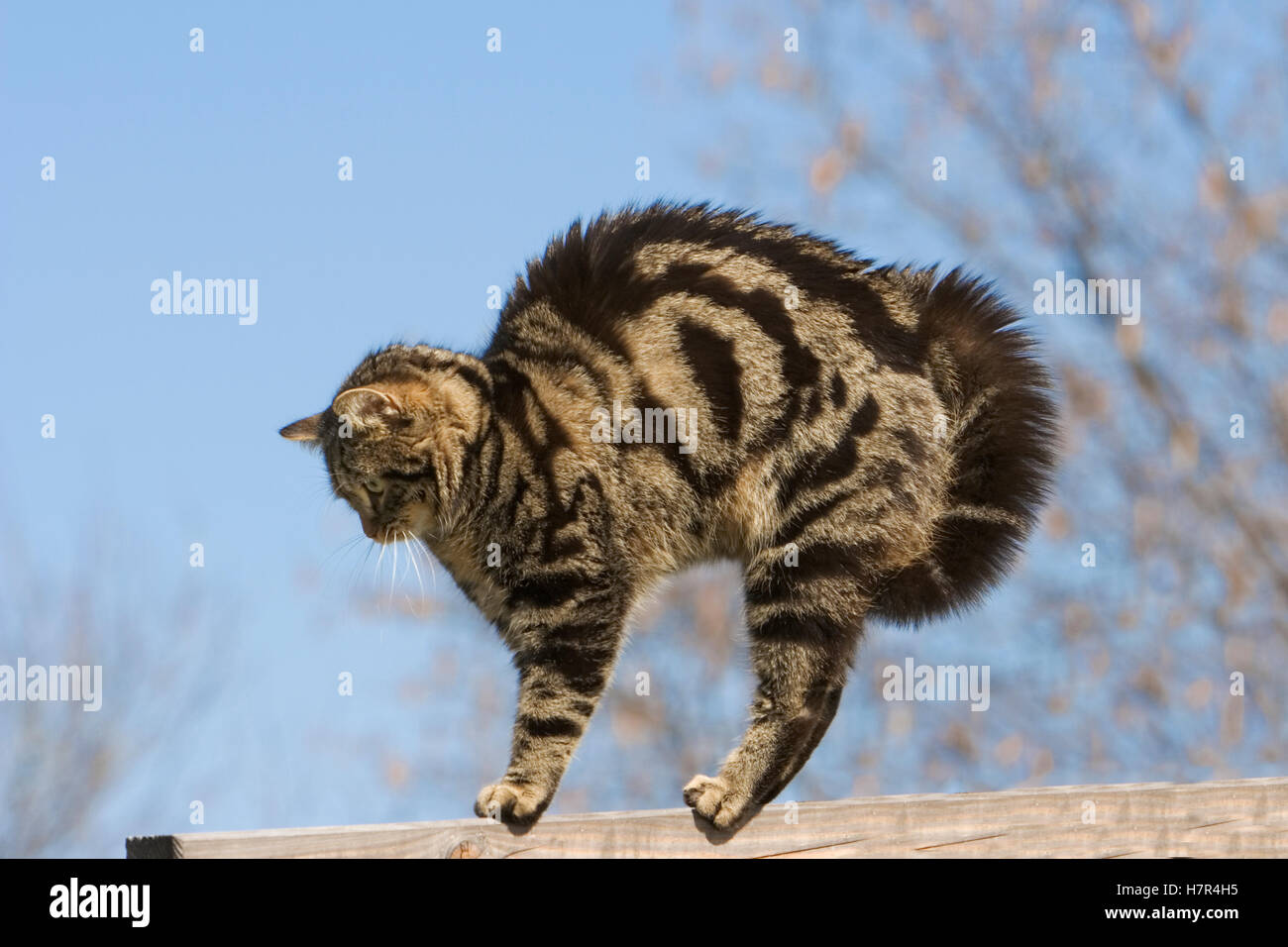 Domestic Cat (Felis catus) in defensive posture with hackles raised ...