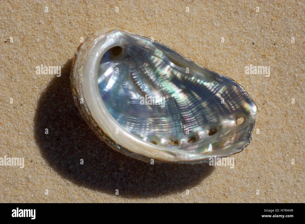 Abalone (Haliotis sp) shell in sand Stock Photo - Alamy