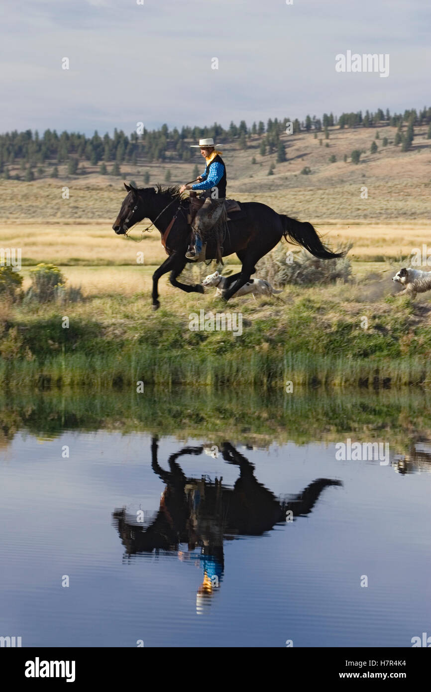 Cowboy riding a Domestic Horse (Equus caballus) beside pond with two ...