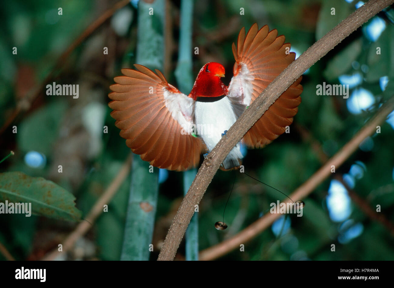 King bird of paradise papua hi-res stock photography and images - Alamy