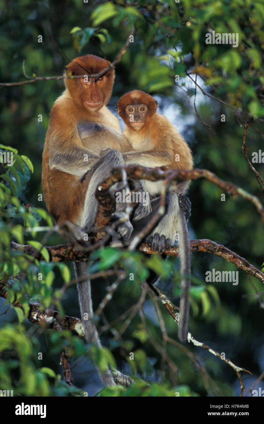 Proboscis Monkey (Nasalis larvatus) mother and baby, endangered, Borneo ...