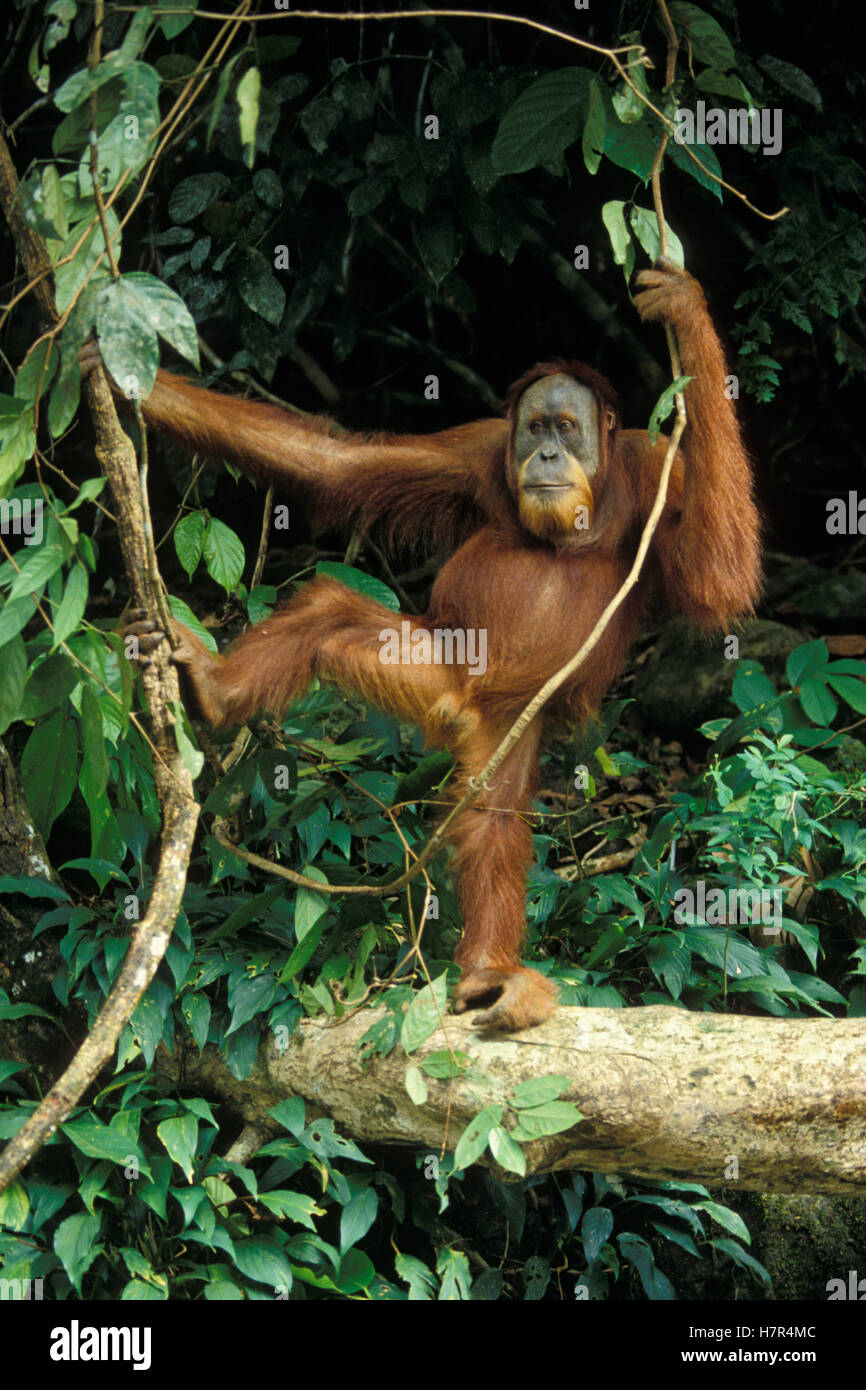 Orangutan (Pongo pygmaeus) male in tree, endangered, Gunung Leuser ...