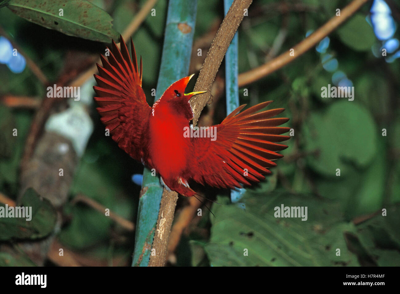 King Bird-of-paradise (Cicinnurus regius) male displaying, Salawati ...