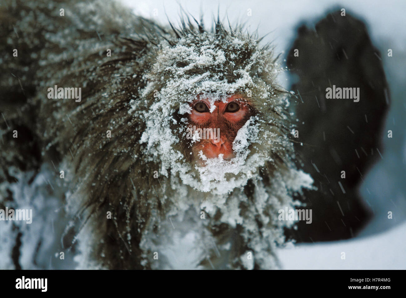 Japanese Macaque (Macaca fuscata) covered in snow, Japanese Alps near ...