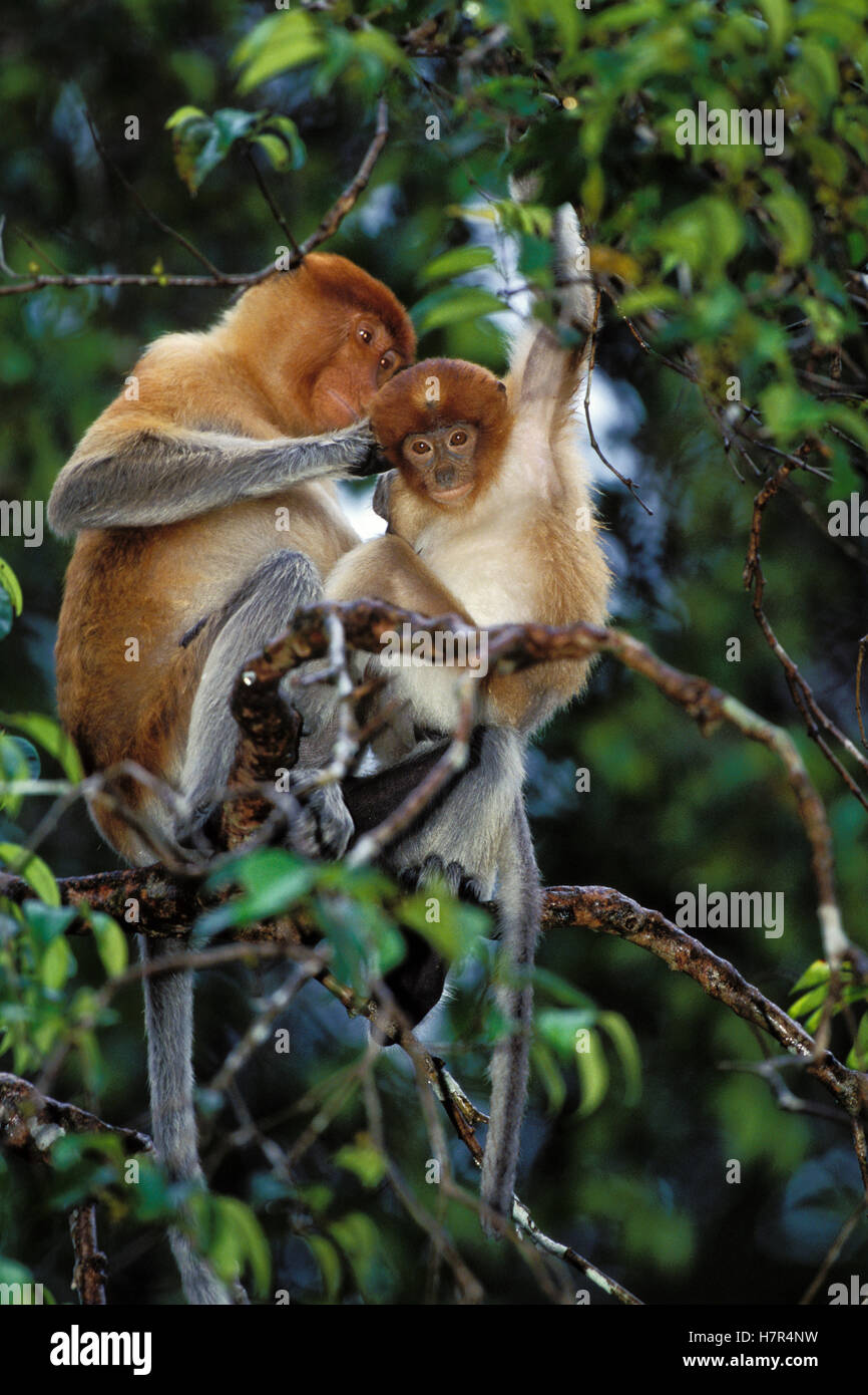 Proboscis Monkey (Nasalis larvatus) mother grooming baby, endangered ...