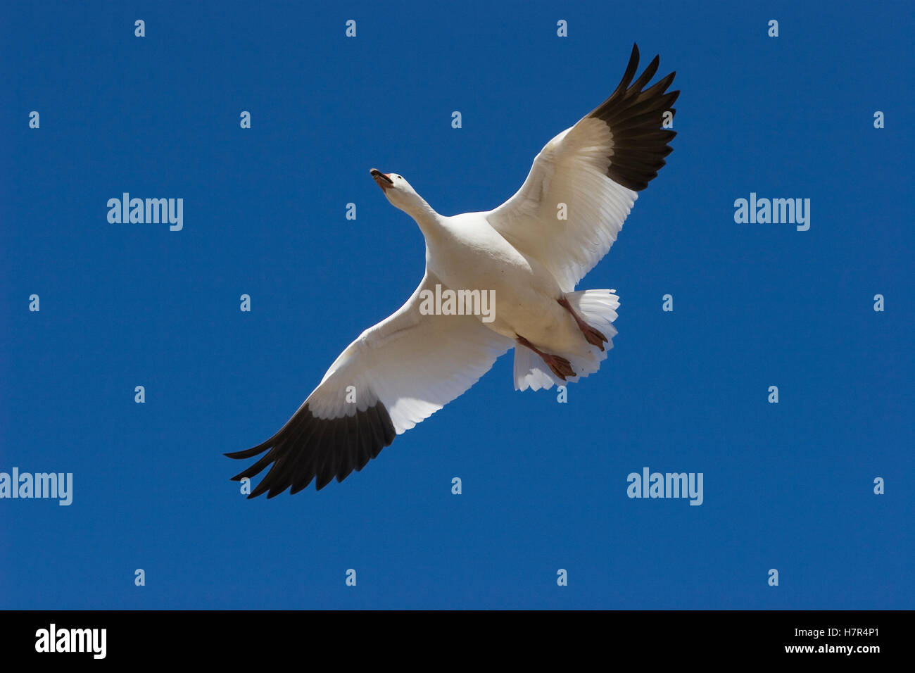 Snow Goose (Chen caerulescens) flying overhead, Bosque del Apache ...