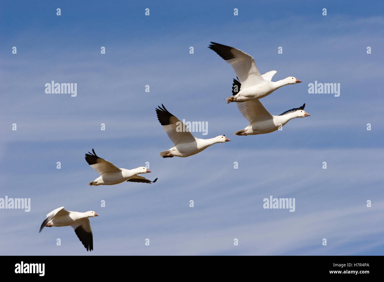 Snow Goose (Chen caerulescens) flock flying overhead, Bosque del Apache ...