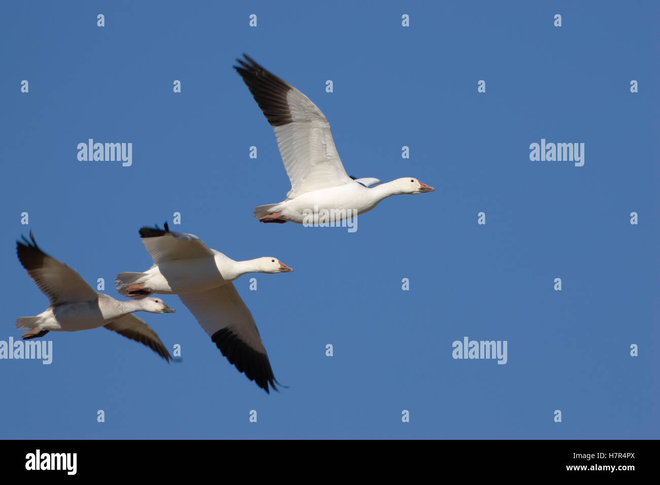Snow Goose (Chen caerulescens) trio flying, Bosque del Apache National ...