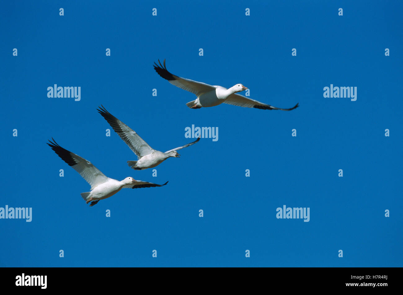 Snow Goose (Chen caerulescens) trio flying during migration, Bosque del ...