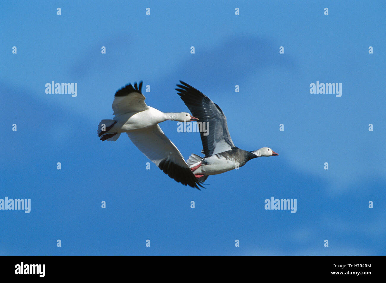 Snow Goose (Chen caerulescens) and blue Snow Goose (Chen caerulescens ...