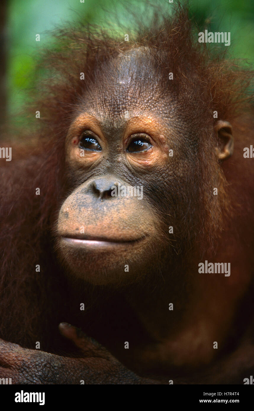 Orangutan (Pongo pygmaeus) juvenile portrait, endangered, Borneo Stock ...