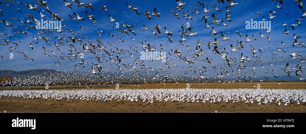 Snow Goose (Chen caerulescens) flock taking off from field during ...