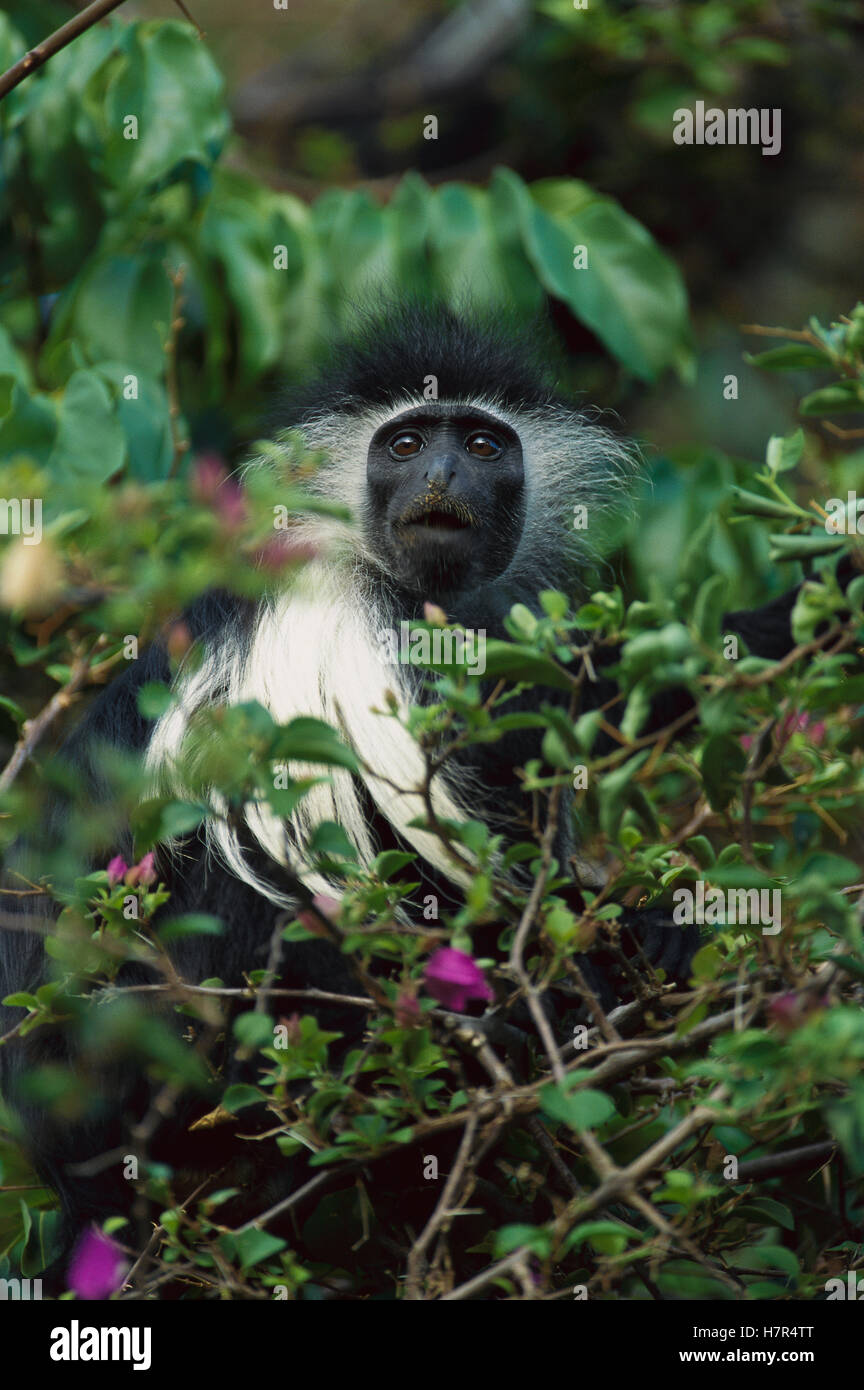 Angolan Colobus (Colobus angolensis) in tree, Africa Stock Photo - Alamy